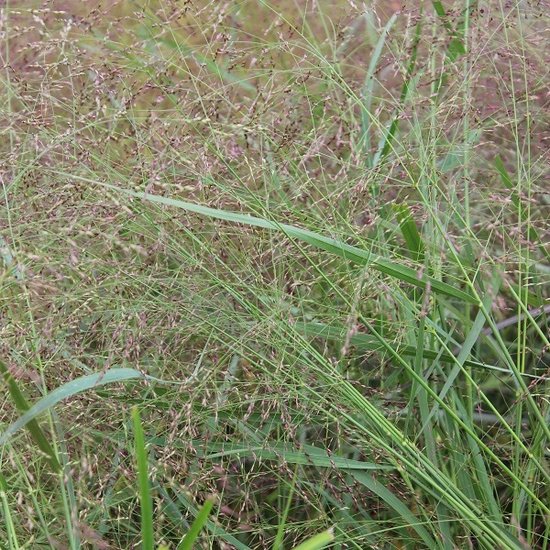 6x Vingergras - Panicum virgatum 'Warrior’ - Pot 9x9cm | bol