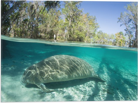 Vlag - Doejong Zeekoe Zwemmend over de Bodem in Ondiep Water bij Bos ...
