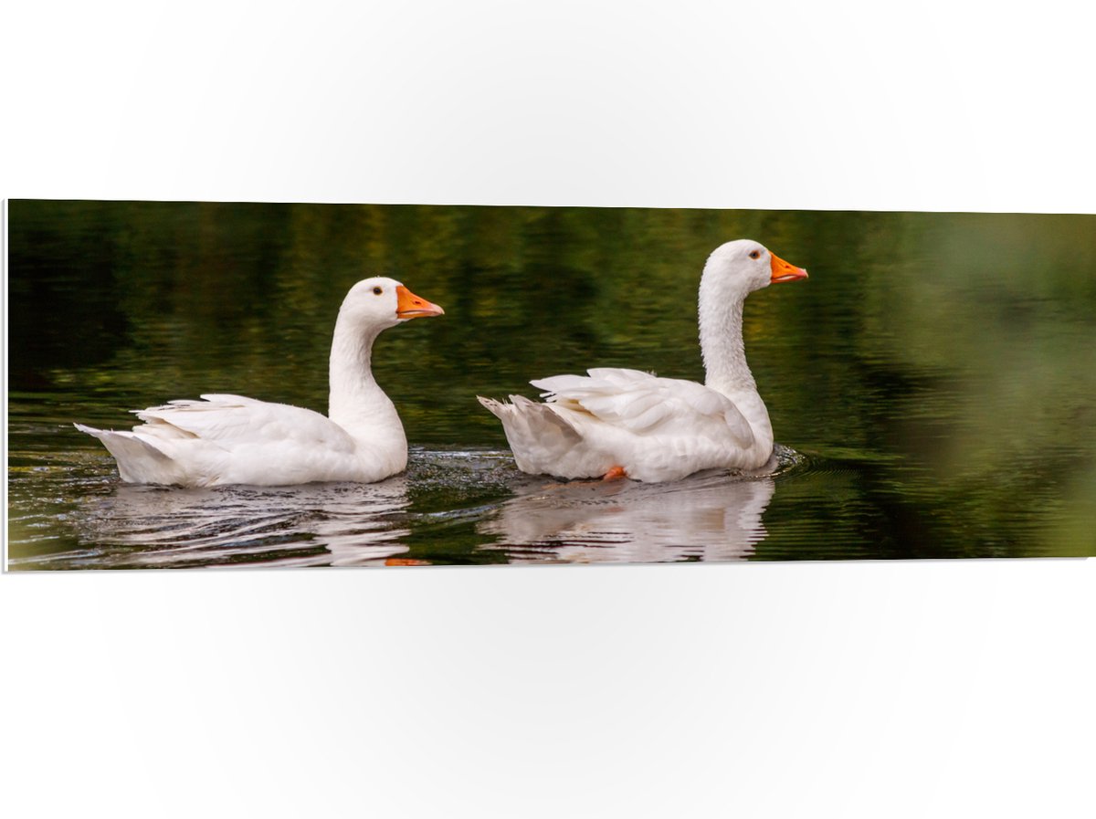 PVC Schuimplaat - Duo Witte Ganzen met Oranje Snavels Dobberend op Kalm ...