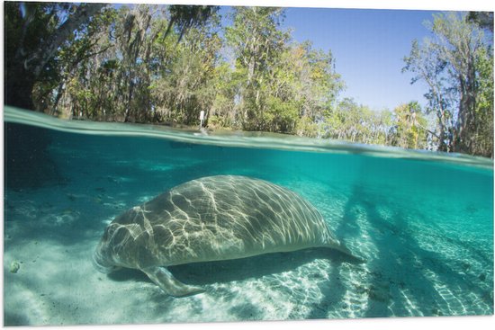Vlag - Doejong Zeekoe Zwemmend over de Bodem in Ondiep Water bij Bos ...