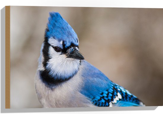 Hout - Blauwe Gaai Vogel met Kuifje en Zwarte Snavel - 60x40 cm - 9 mm ...