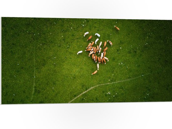 PVC Schuimplaat- Bovenaanzicht van Kudde Koeien in een Grasveld ...