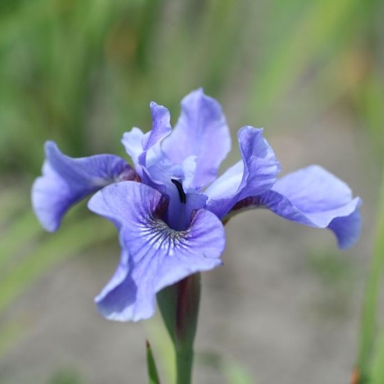 6x Baardloze iris - Iris siberica 'Blue Moon' - Pot 9x9cm | bol