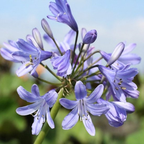 6x Tuberoos - Agapanthus ‘Peter Pan’ - Pot 9x9cm | bol