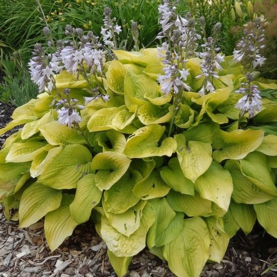 6x Hartlelie - Hosta ‘August Moon’ - Pot 9x9cm | bol