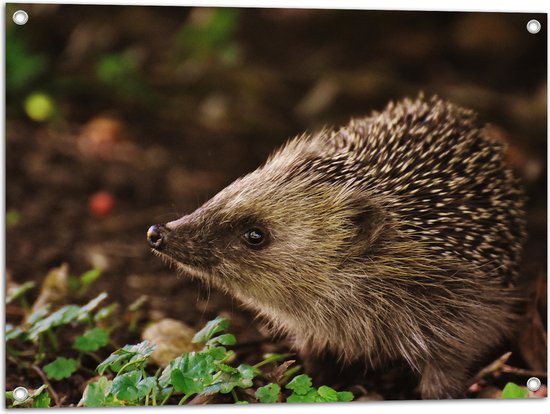 Tuinposter – Egel met Spitse Neus tussen Kleine Plantjes - 80x60 cm ...