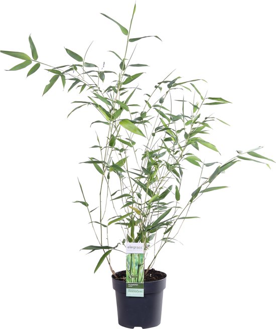 Hello Plants Phyllostachys Bissetii Bamboe - Heg Haag Plant - Ø 14 cm ...