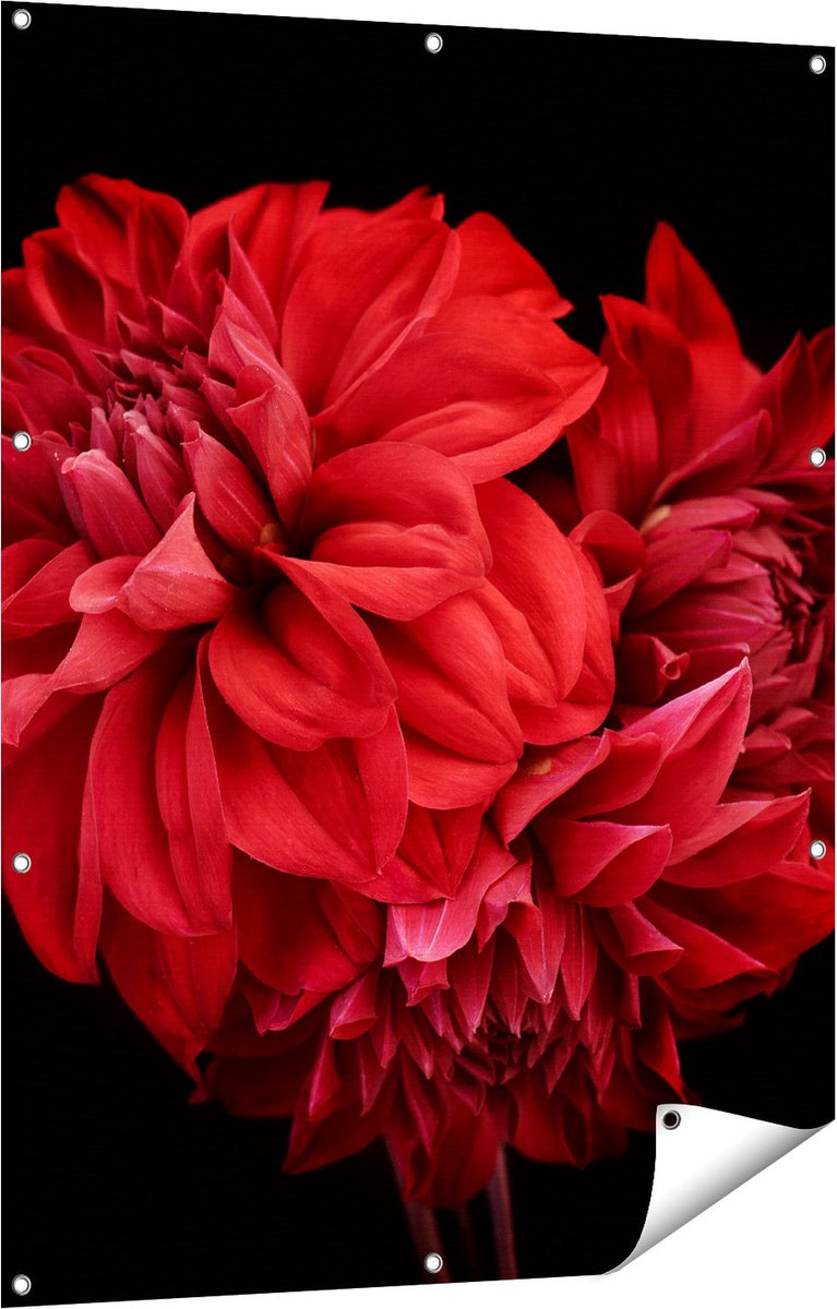 Gards Affiche jardin Fleurs Dahlia Rouge - 90x120 cm - Toile jardin ...