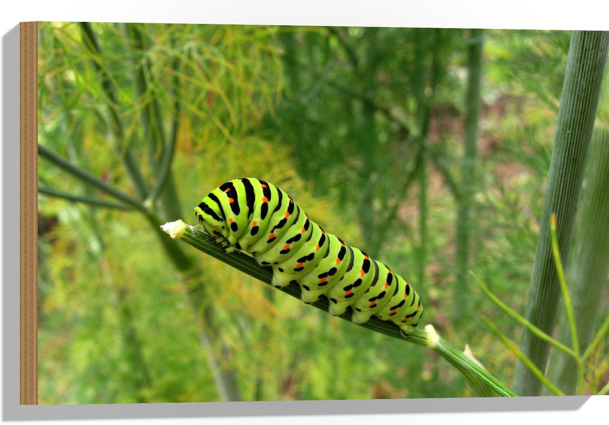 Hout - Groene Rups met Zwarte en Oranje Contouren op groen Blad - 60x40 ...
