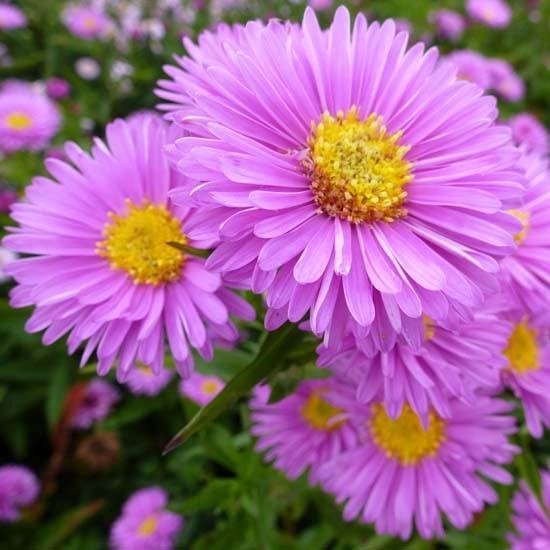 6x Herfstaster - Aster novi-belgii ‘Patricia Ballard’ - Pot 9x9cm | bol