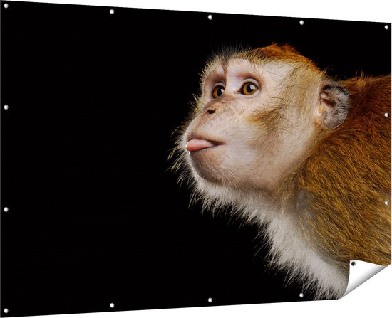 Gards Tuinposter Apenkop met Zijn Tong uit - Aap - 180x120 cm ...