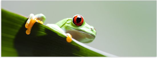 Poster Glanzend – Gifgroene Kikker met Rode Ogen Spiekend achter Groen ...