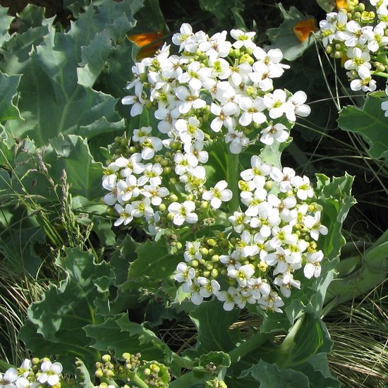6x Zeekool - Crambe maritima - Pot 9x9cm | bol