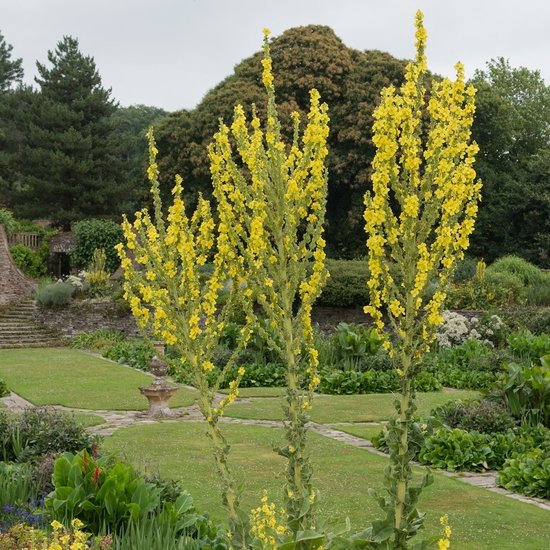 6x Toorts - Verbascum olympicum - Pot 9x9cm | bol