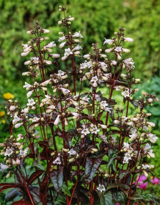 Penstemon digitalis 'Husker Red' - 2 liter pot | bol