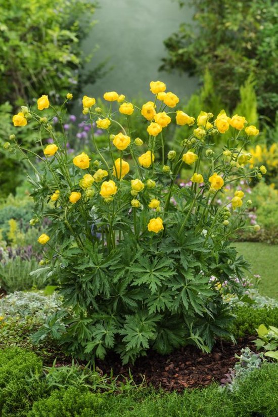 3 stuks | Trollius 'Lemon Queen' P9 cm | bol