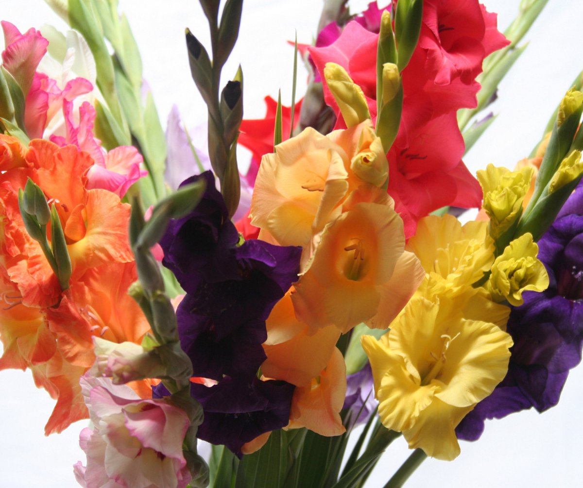 Gladiolen - Gladiolus - Gemengd - 100 stuks | bol.com