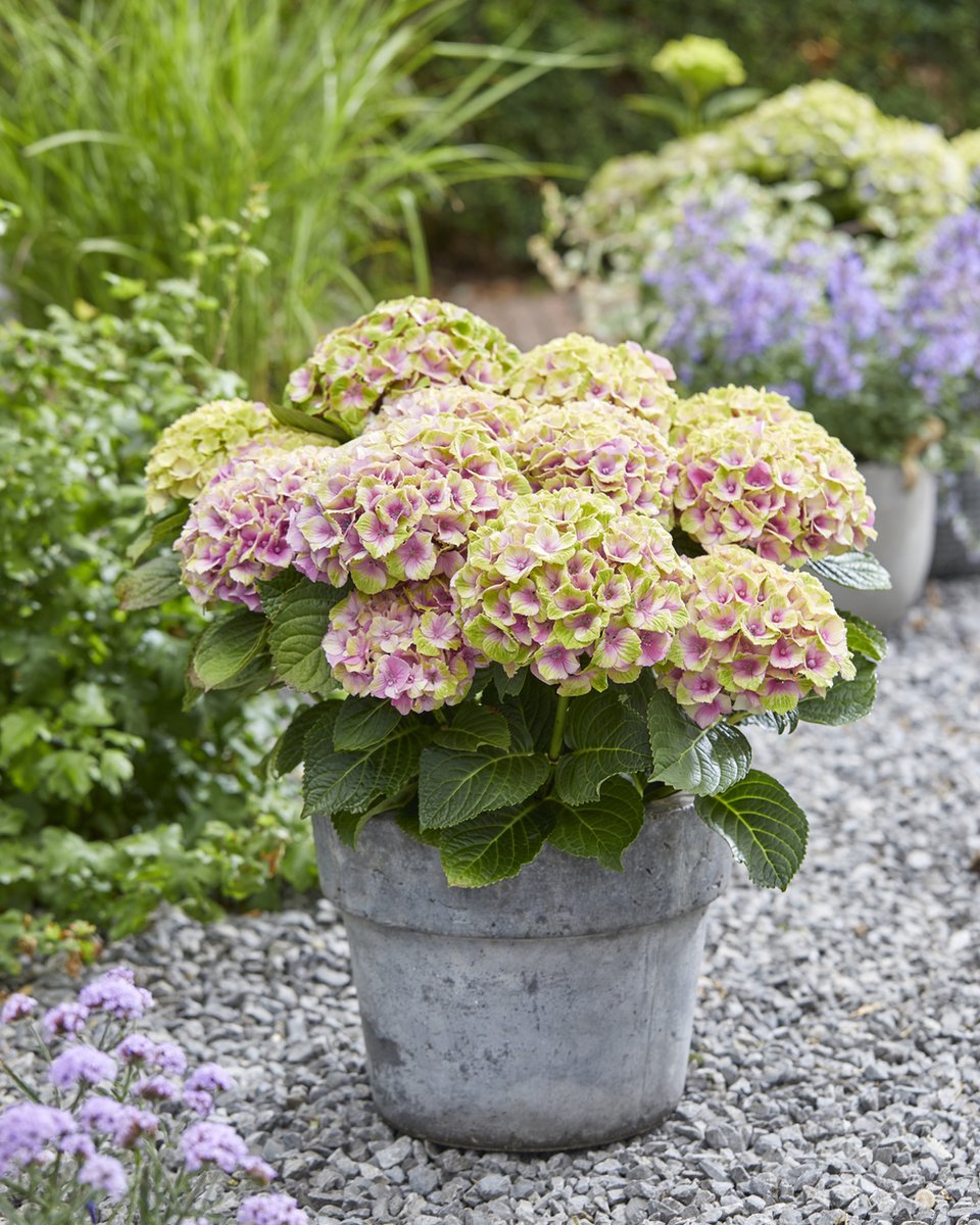 Hydrangea macr. 'Magical' Jewel - Tuinplant - 4 stuks - Roze | bol
