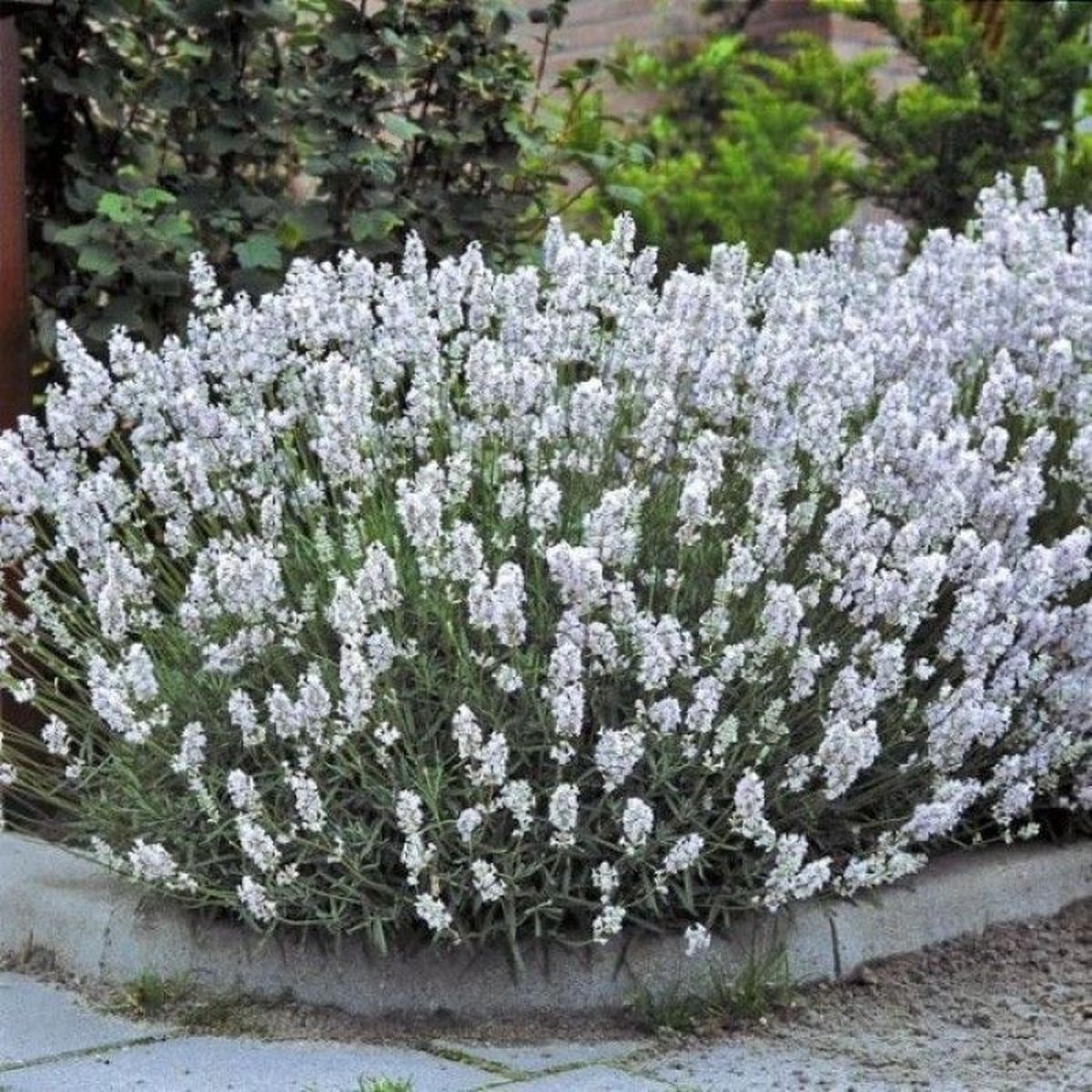 6 x Witte Lavendel - Vaste Planten - Tuinplanten Winterhard - Lavandula ...