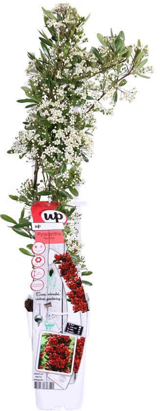 Pyracantha coccinea 'Red Star' - ↨65cm - Ø15 | bol.com