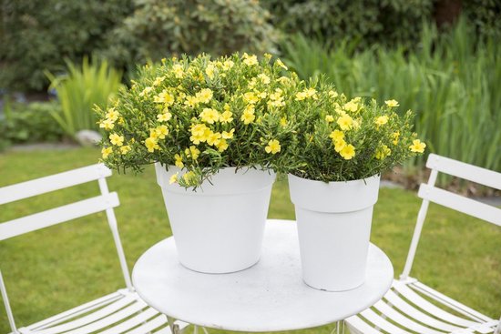 Hello Plants Halimium Libanotis April Sun Dwergstruik - Struik ...