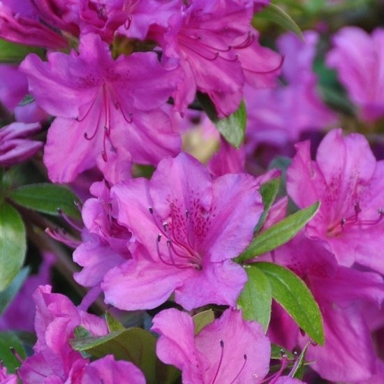 Azalea japonica 'Purper' 25-30 cm | bol