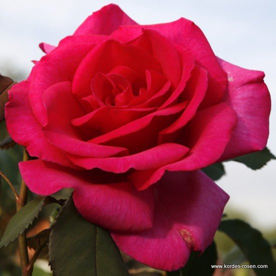 Kordes Eleganza® roos - Rosa 'Parole'® - Plant-o-fix 20-30 cm | bol