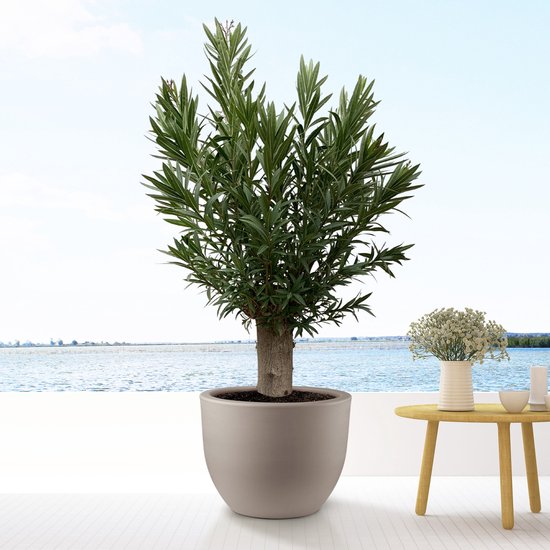 Nerium Oleander Bonsai - 190cm | bol