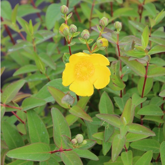 6x Herfsthooi - Hypericum 'Hidcote' - Pot 9x9cm | bol