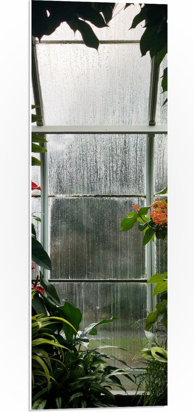 WallClassics - PVC Schuimplaat - Begroeiing in Kas tijdens Regenbui ...