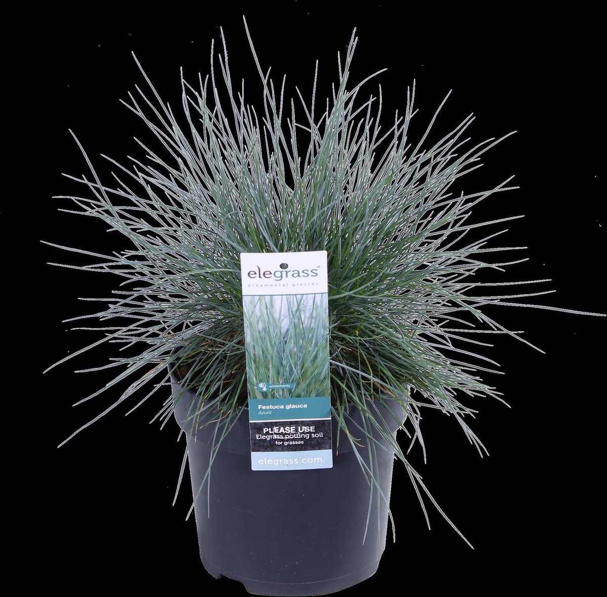 Hello Plants Festuca Glauca Azura Blue Blauw Schapengras - Siergras - Ø ...