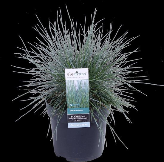 Hello Plants Festuca Glauca Azura Blue Blauw Schapengras - Siergras - Ø ...