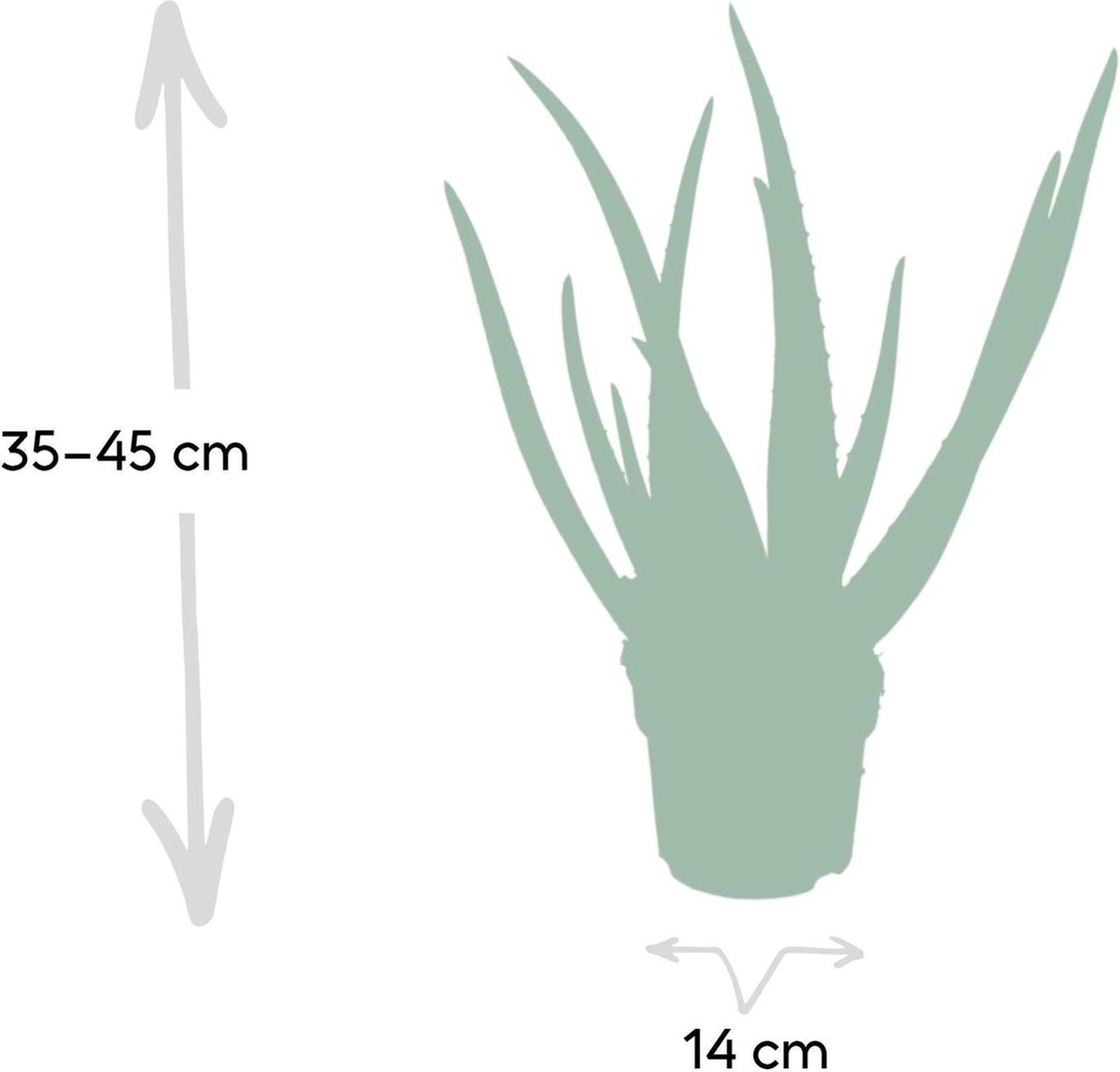 Hello Plants Echte Aloe Vera Plant - Ø 14 cm - Hoogte: 50 cm - Vetplant ...