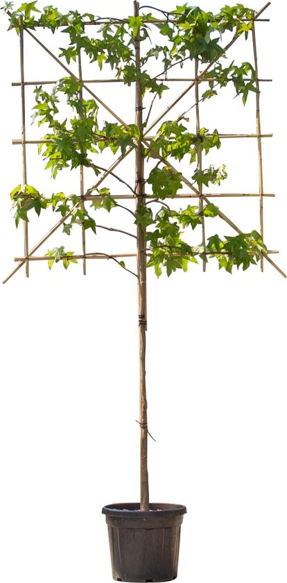 2 stuks! Lei amberboom 150 cm (120x120) Liquidambar styraciflua Wor... | bol