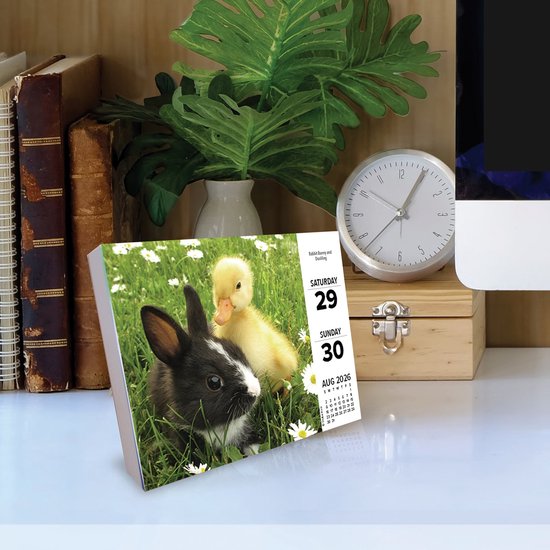 Baby Dieren Scheurkalender 2026 Boxed | bol