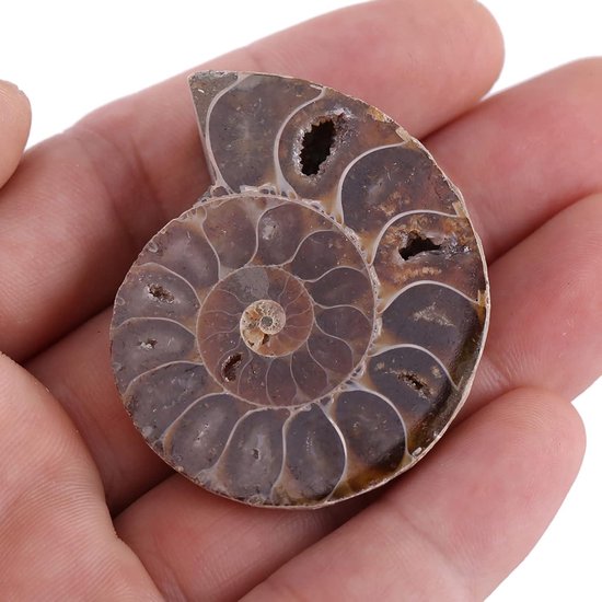 Allecta - Natuurlijke Ammoniet Fossiele Shell, Zee Slak Schelpen ...