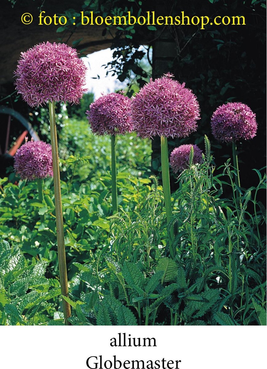 Allium globemaster 3 bollen maat 20/+ - sierui XXL bloem en extra dikke ...