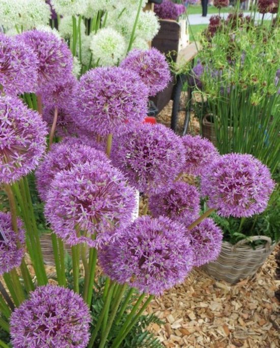 5 x ALLIUM / SIERUI MARS. NIEUWE OOGST 2020! | bol.com