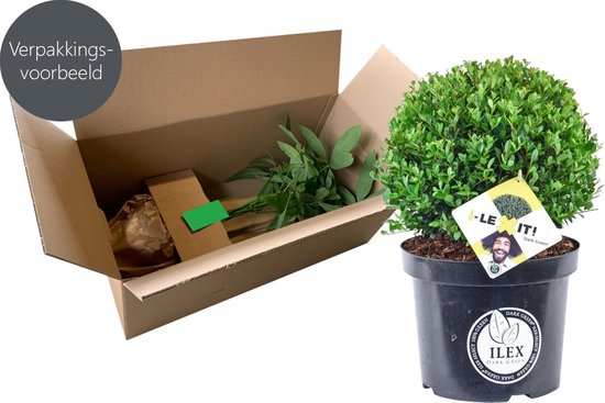 Ilex bol - De verbeterde buxusbol - Ø bol: 20cm | bol