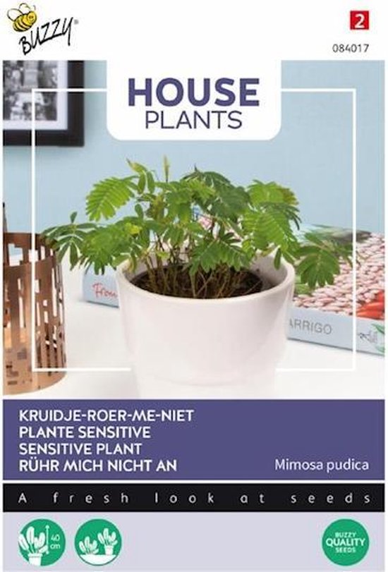 Buzzy® House Plants Mimosa pudica, Kruidje roer me niet | bol