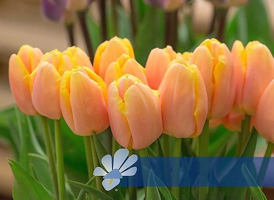 25 Tulpenbollen Mango charm - Bloembollen - Flowerbulbs - Tulipbulbs - Bulbs - Tulip -... | bol.com