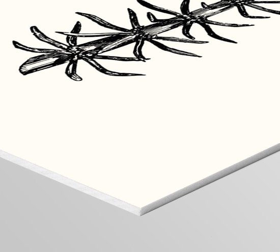 Lidsteng zwart-wit (Mares Tail) - Foto op Forex - 100 x 150 cm | bol.com