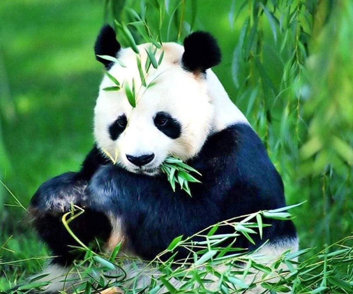 Diamond Painting 20 x 30 Panda - Pakket voor Volwassen en Kinderen Beer ...