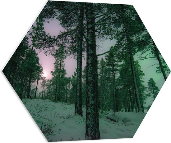 WallClassics - PVC Schuimplaat Hexagon - Het Noorderlicht door Bomen ...