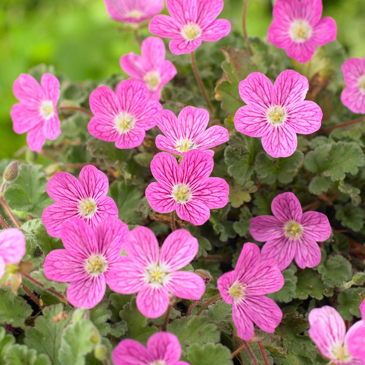 Reigersbek (Erodium) 'Bishop's Form' | 1 stuk | Rotsplant | plant voor ...