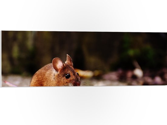 PVC Schuimplaat- Klein Veldmuisje in het Bos - 90x30 cm Foto op PVC ...