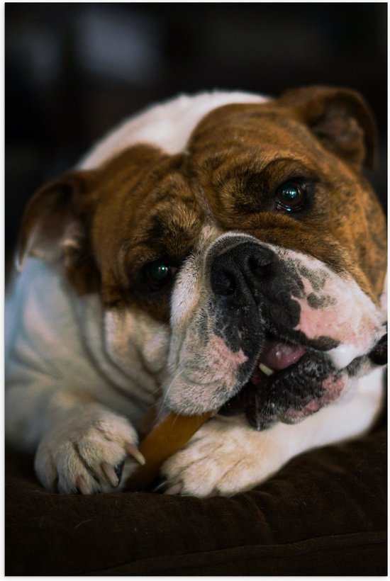WallClassics - Poster (Mat) - Bruin met Witte Hond met een Snoepje in ... WallClassics - Poster (Mat) - Bruin met Witte Hond met een Snoepje in ...