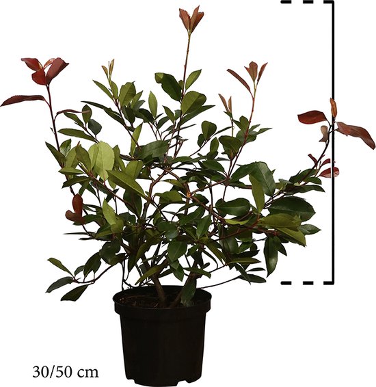 Plants Online - Haagplanten - Heesters - Glansmispel 'Red Robin' - Pot ...