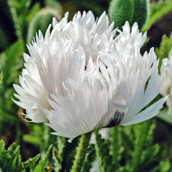 3 Papaver White Ruffles - Oosterse Papaver | bol