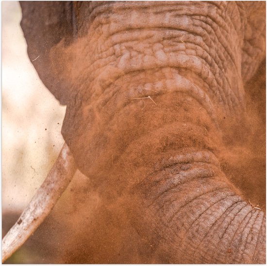 WallClassics - Poster (Mat) - Olifant met Zand over Slurf - 80x80 cm ...